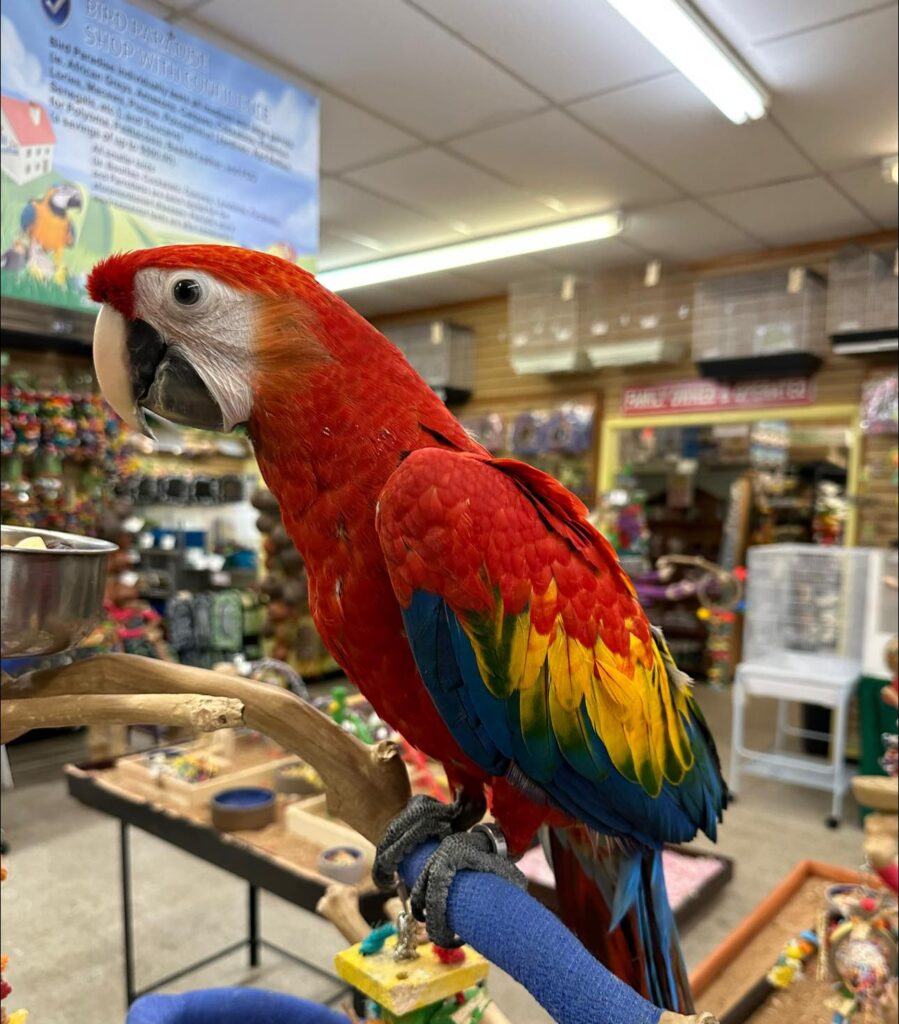About Us – Bird Paradise
