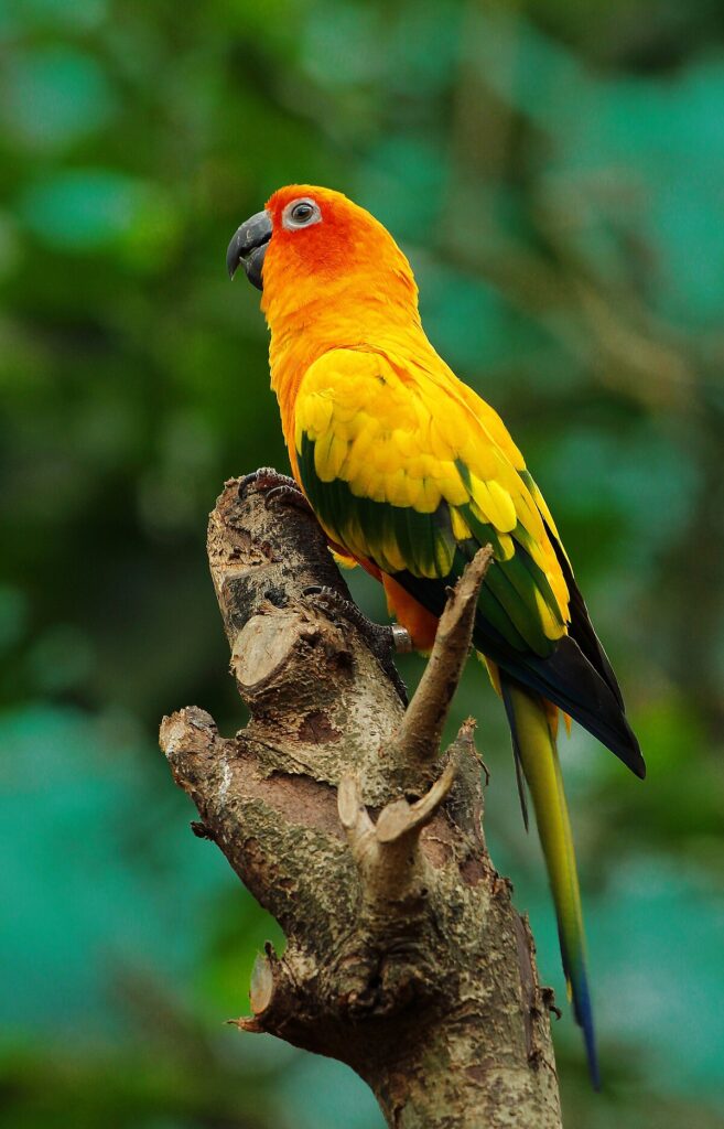 Bird Paradise – The World’s Largest Exotic Bird Store